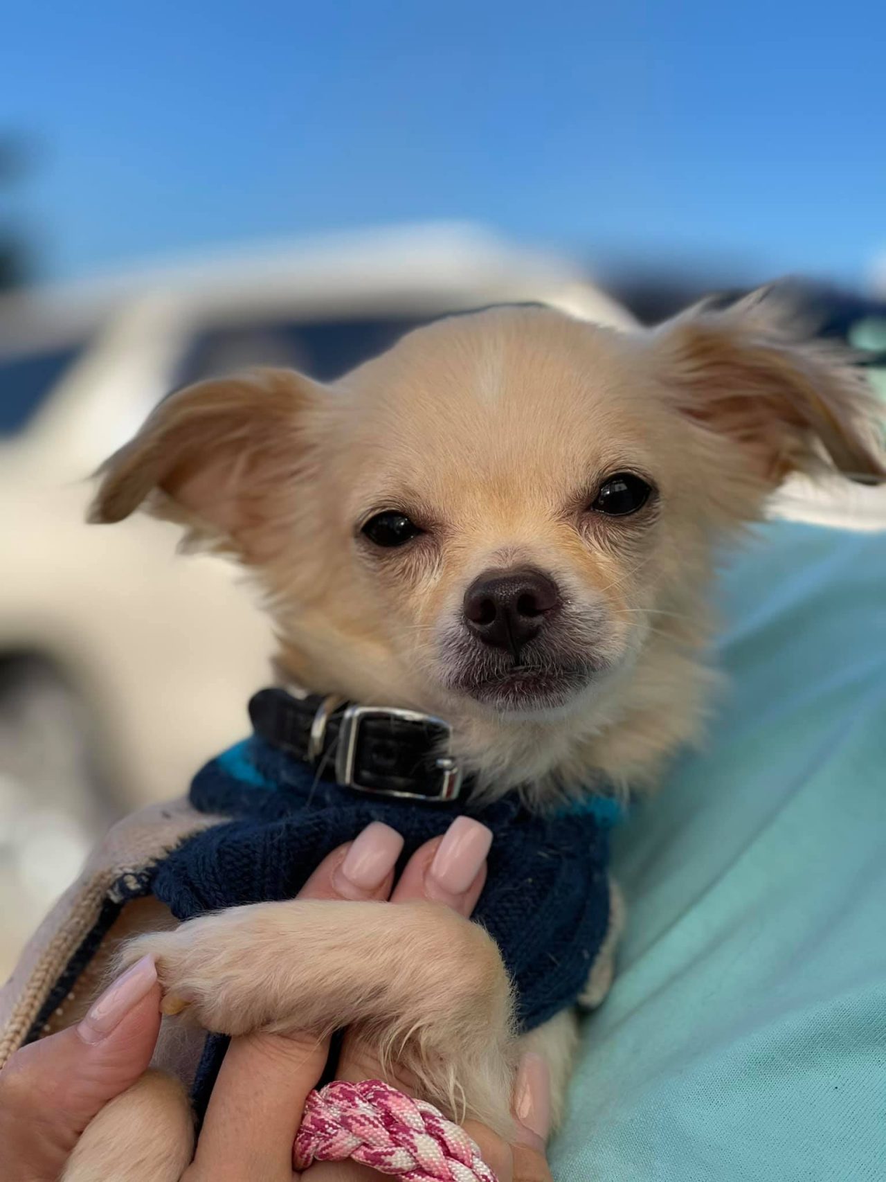 About Us - Royal Animal Refuge